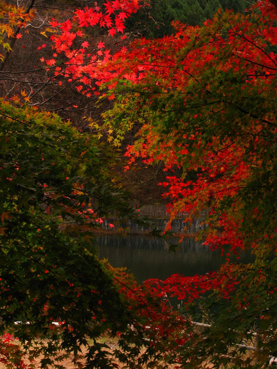 碓氷湖517.JPG | GANREF