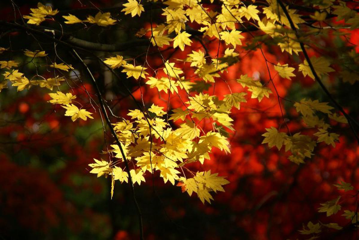 京都の秋-003.jpg | GANREF