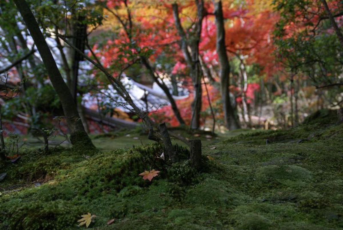 京都の秋-004.jpg | GANREF