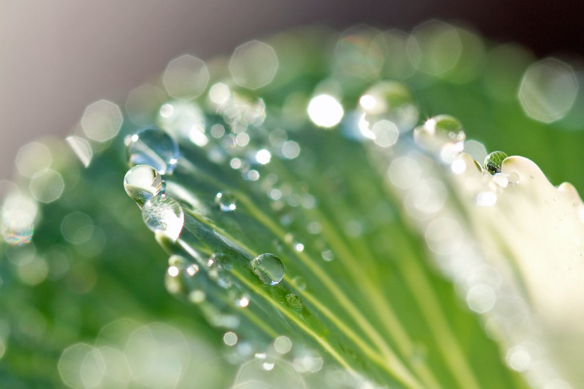 大霜の朝に・・ | GANREF