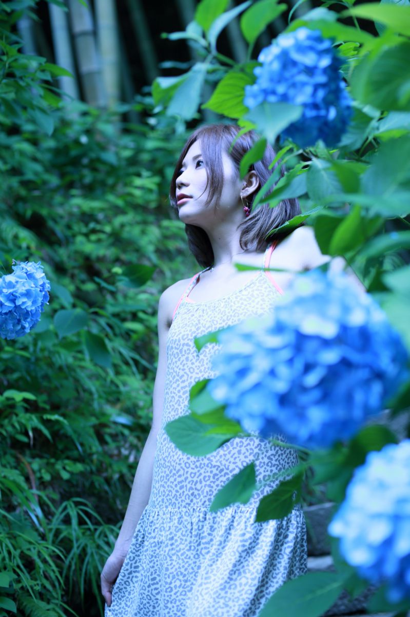 紫陽花ブルー | GANREF