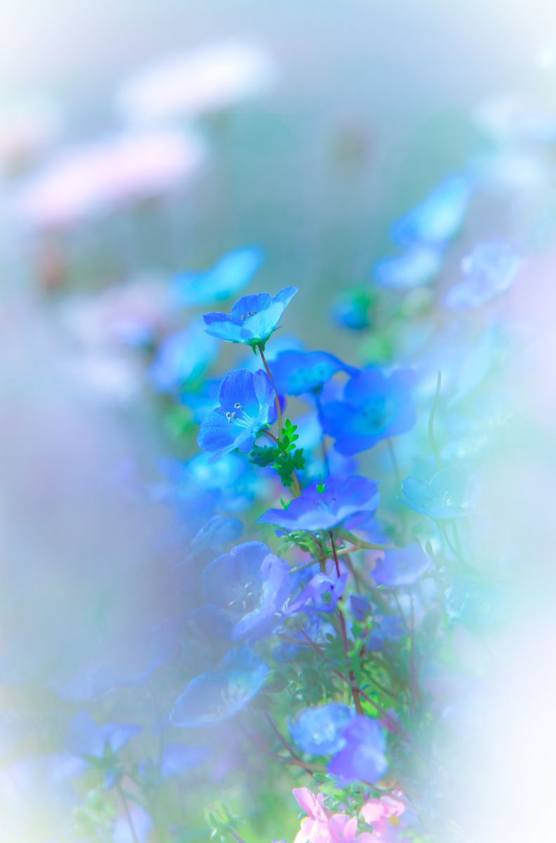 Lovely Blue | GANREF