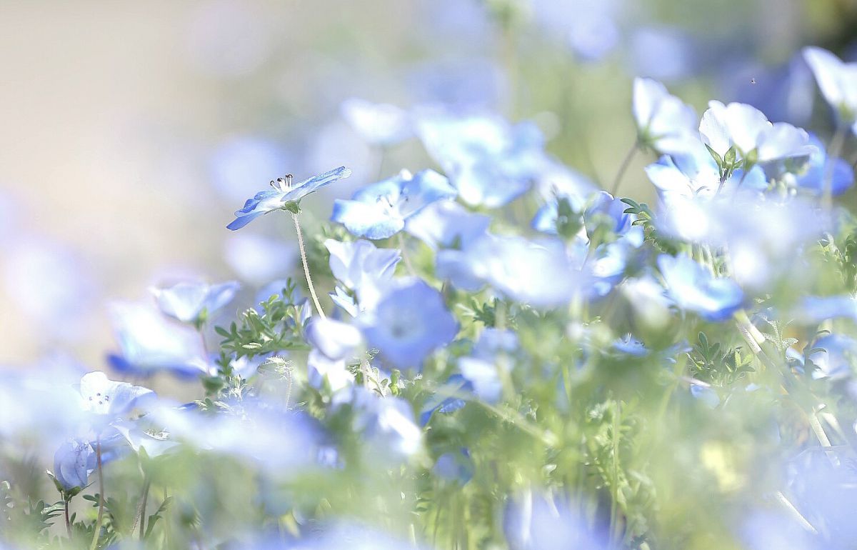 Baby blue-eyes | GANREF