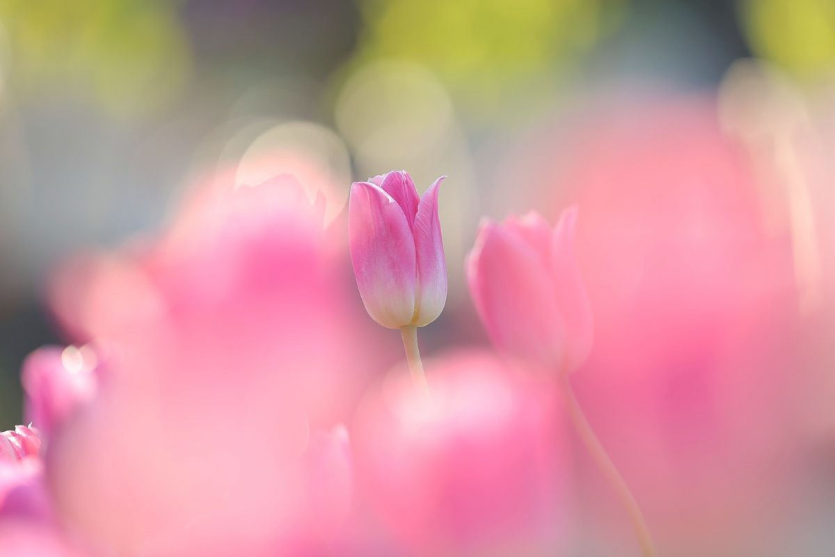 ちょっぴり.. Ladyに。 | GANREF