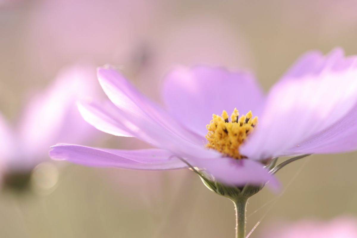 close to me..more and more..... | GANREF