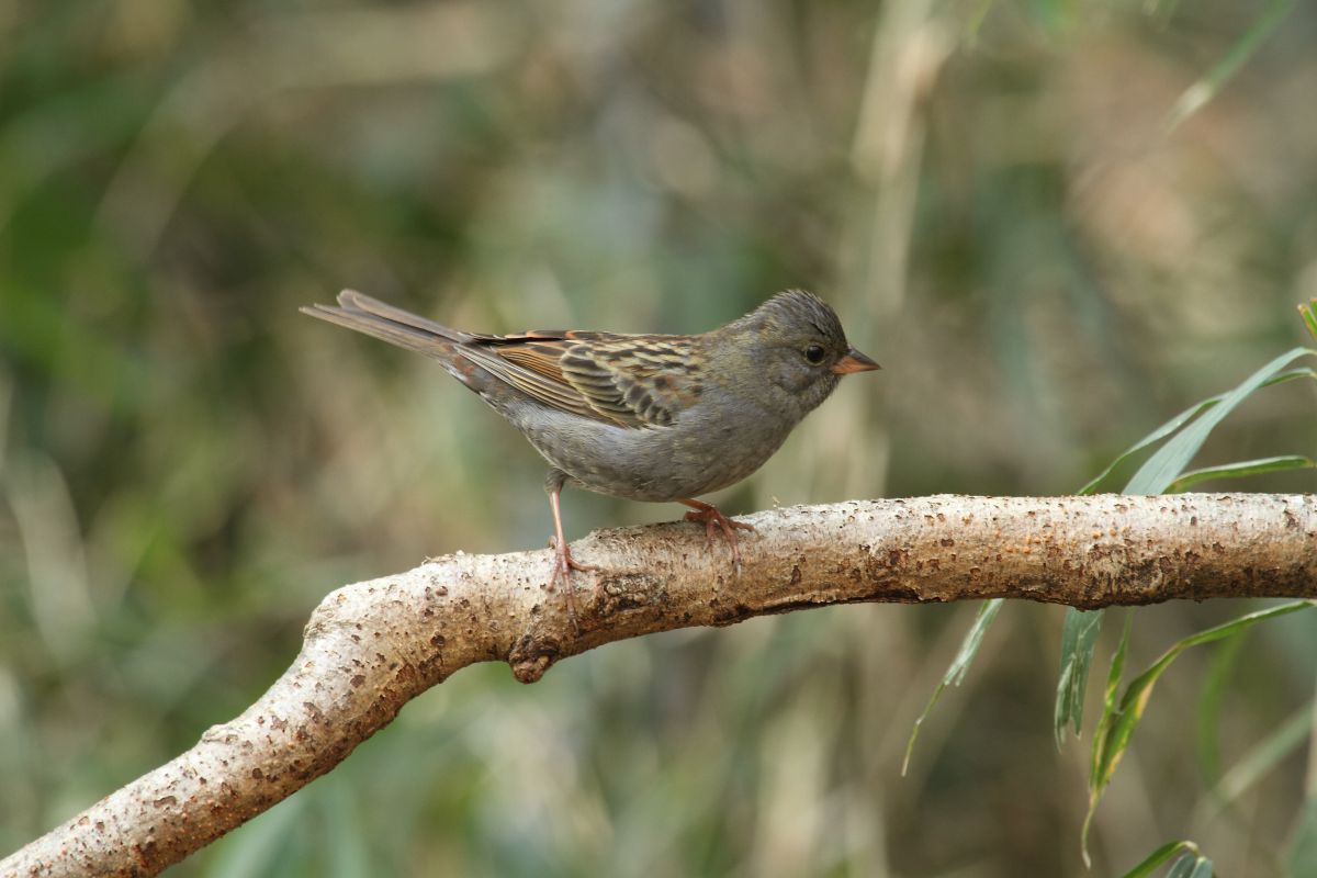 クロジくんの若様？ | GANREF