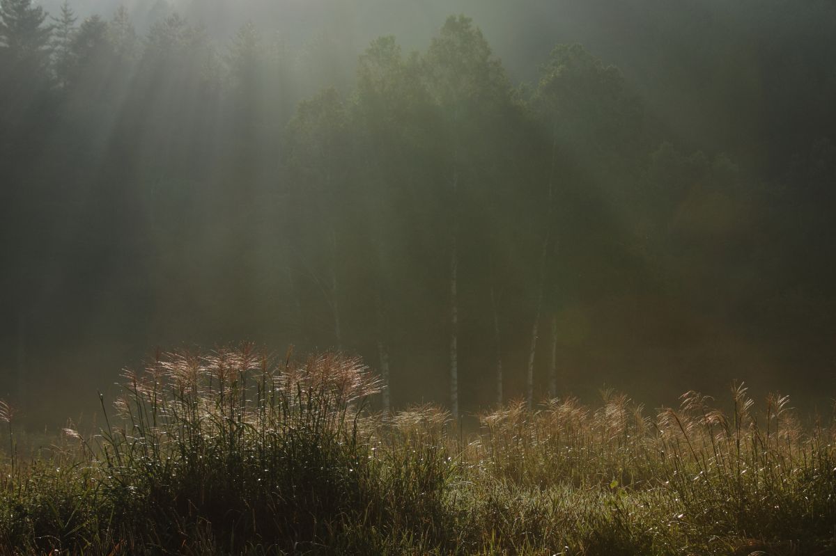 目映い朝陽 | GANREF