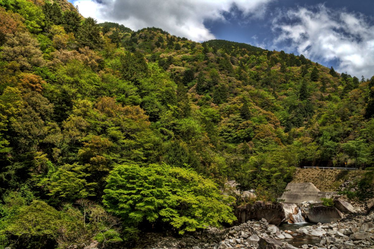 新緑 【HDR】 | GANREF