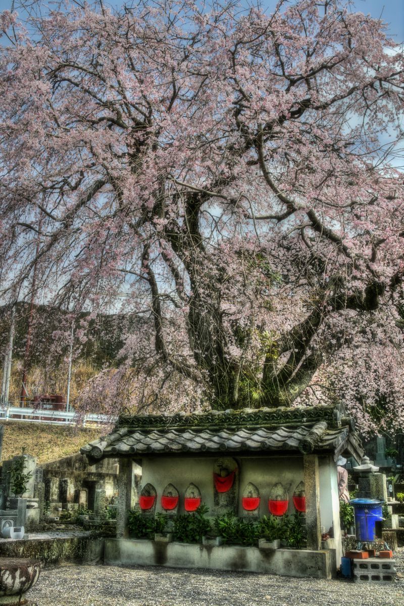 桜地蔵 【HDR】 | GANREF
