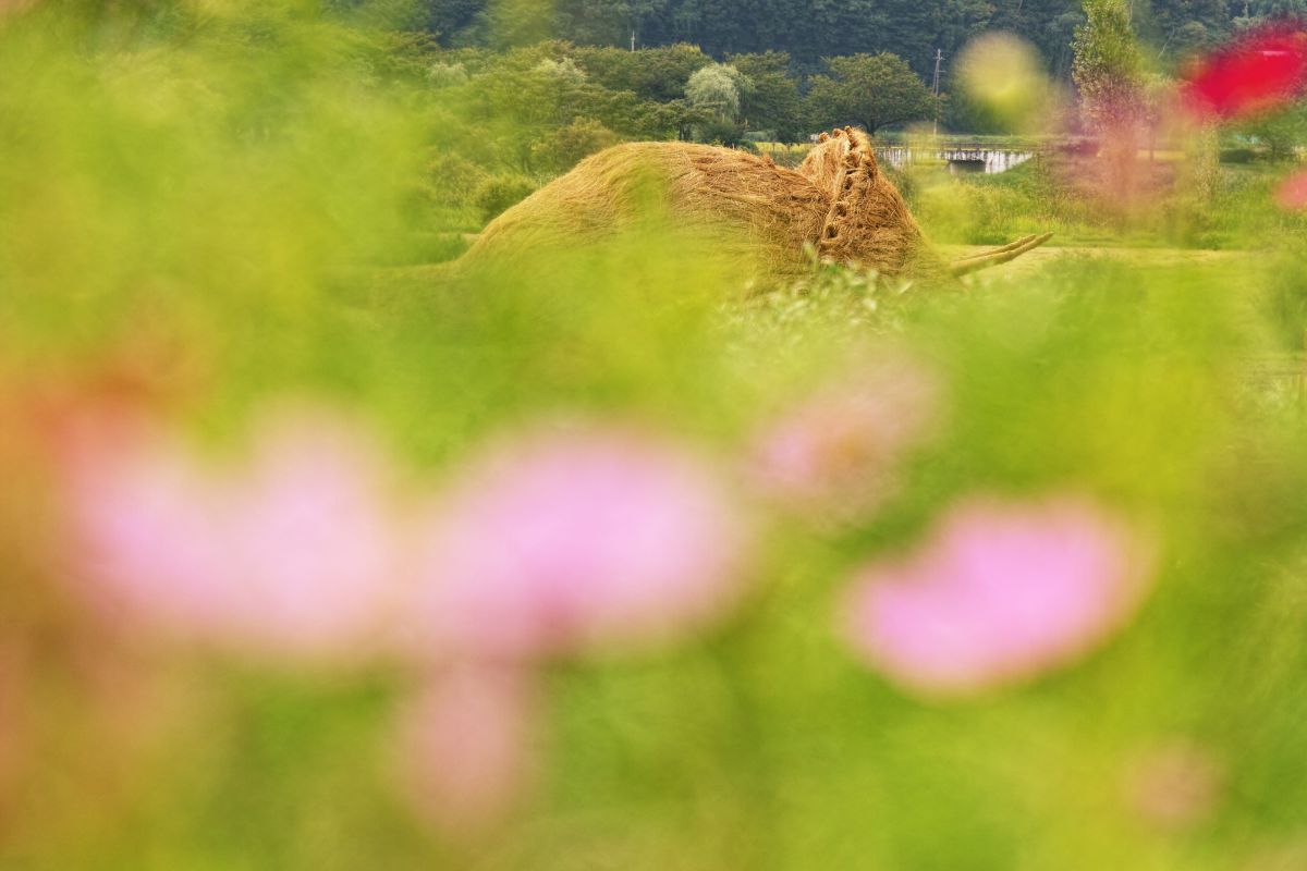 じぇらしっく・ぱ～く | GANREF