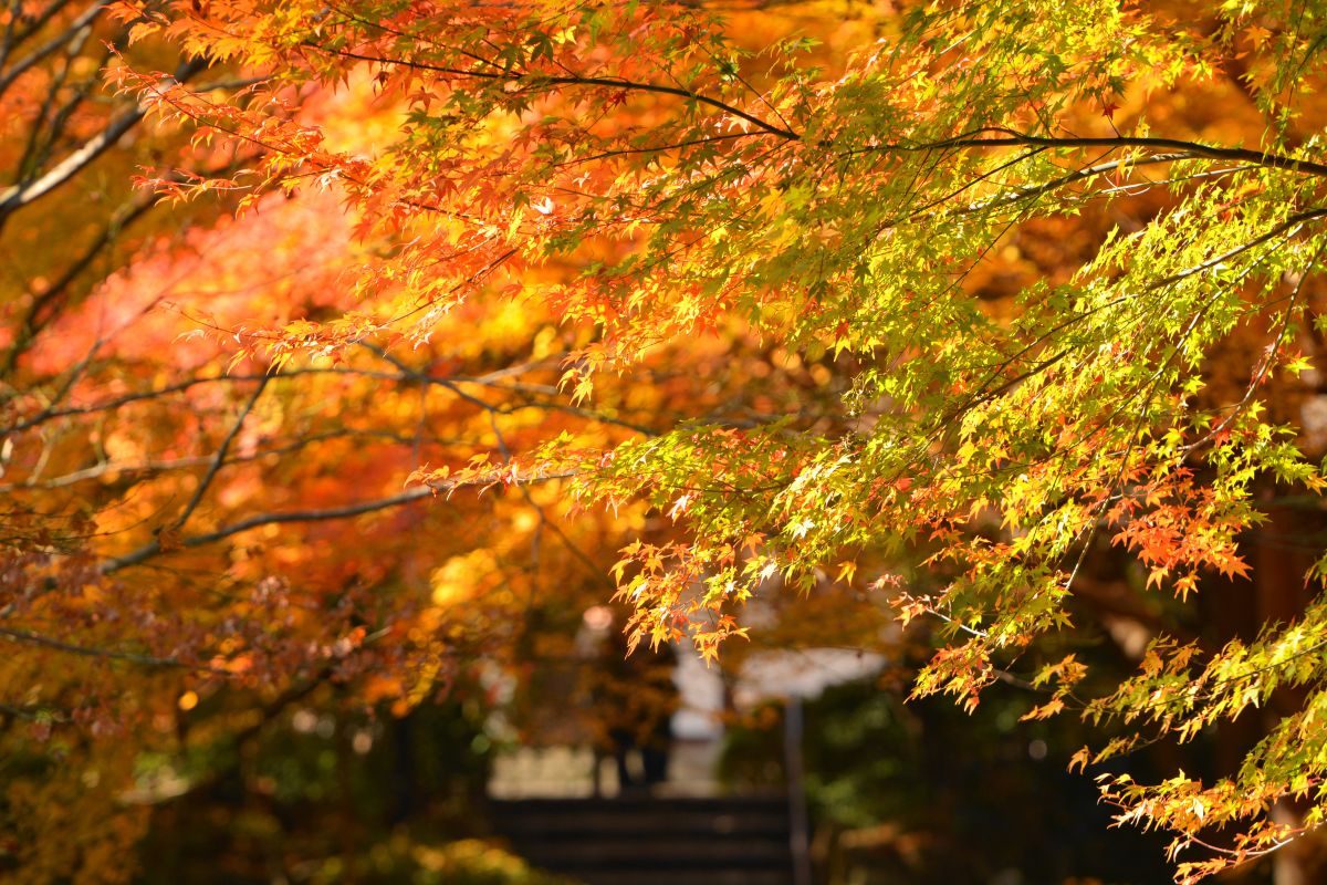 Tunnel Kyoto | GANREF