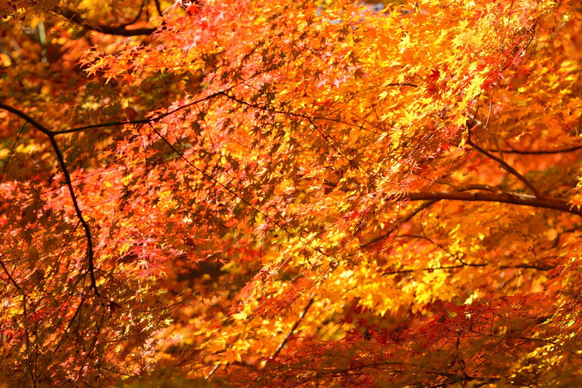 aDSC_2498 (1).JPG | GANREF