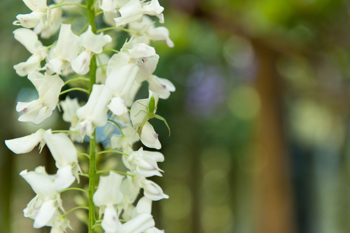 Green Hunter | GANREF