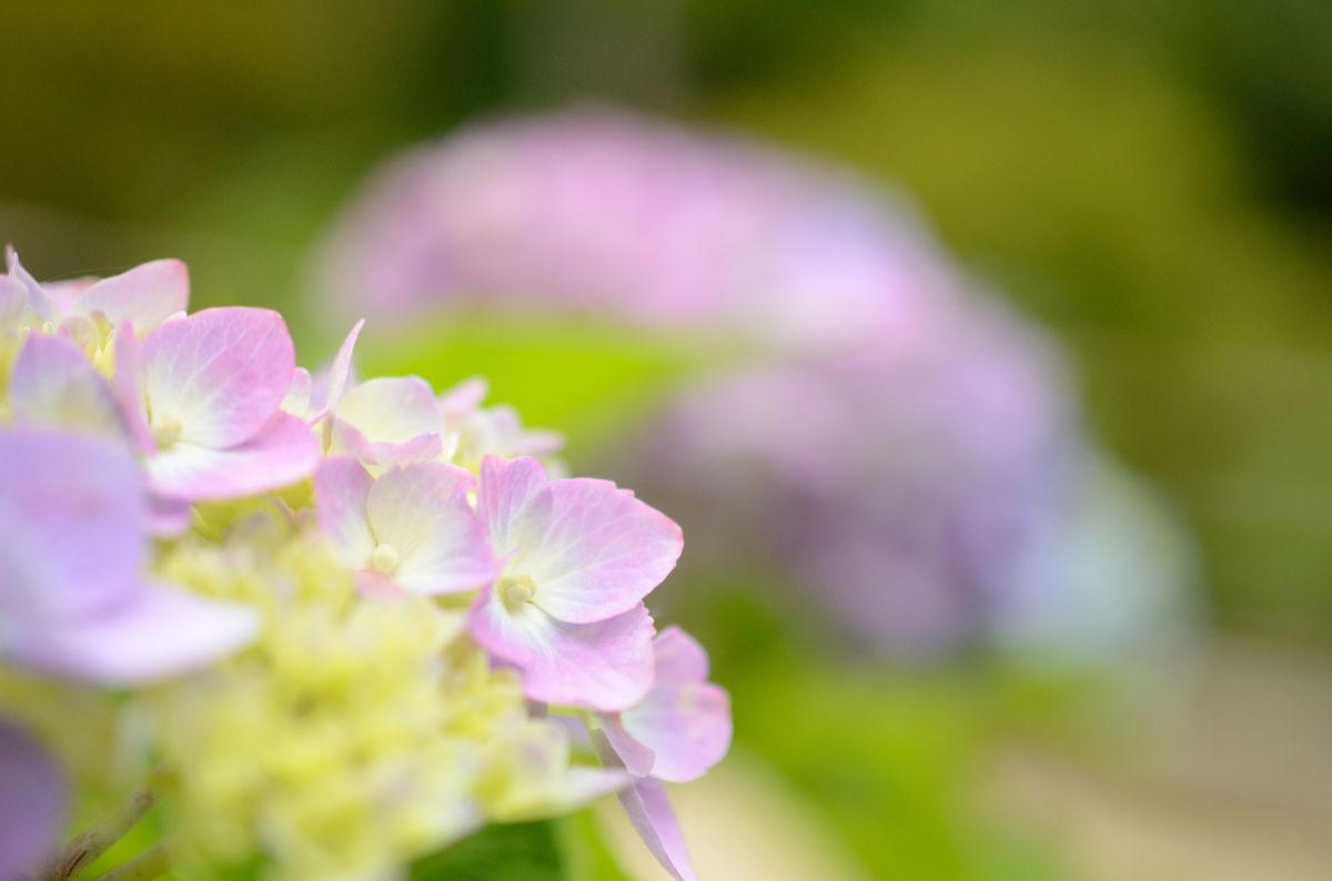 Rainie Sunshine | GANREF