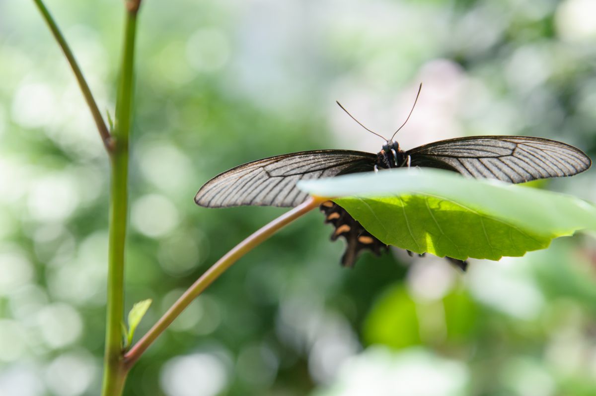 Green birthwort | GANREF