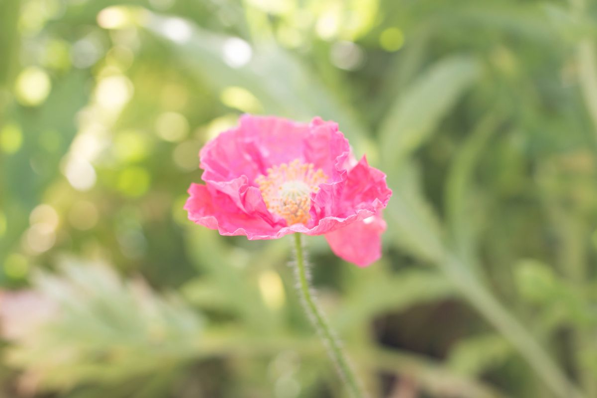 ひらひらスカート | GANREF