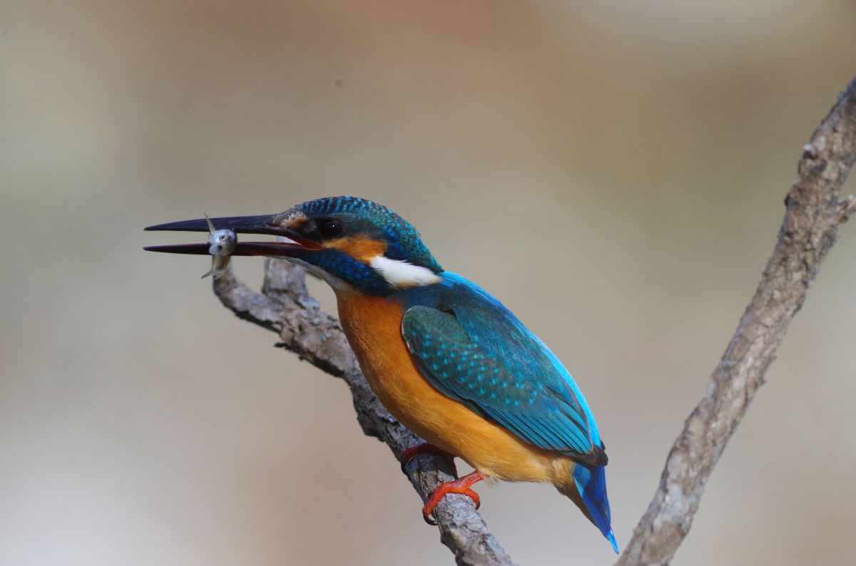 カワセミ2742 | GANREF