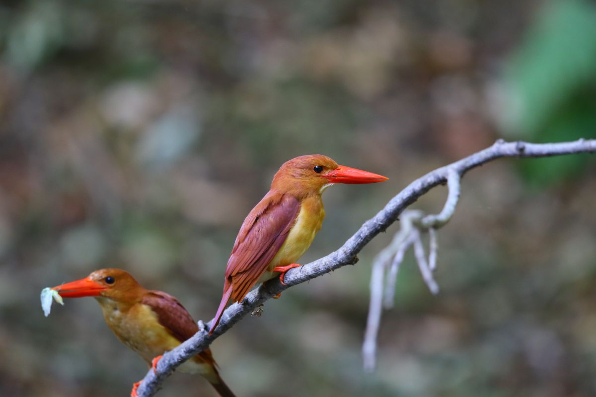 アカショウビン番8803 | GANREF