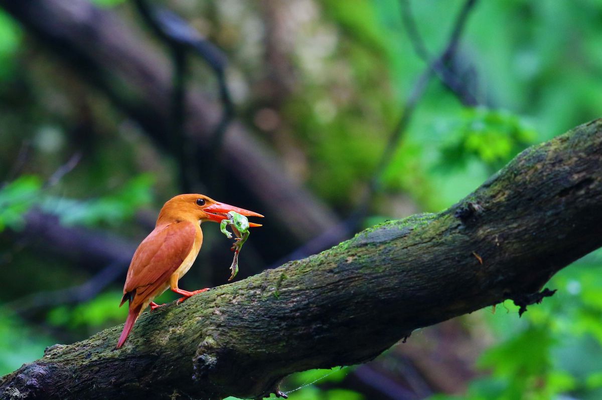 アカショウビン0052 | GANREF