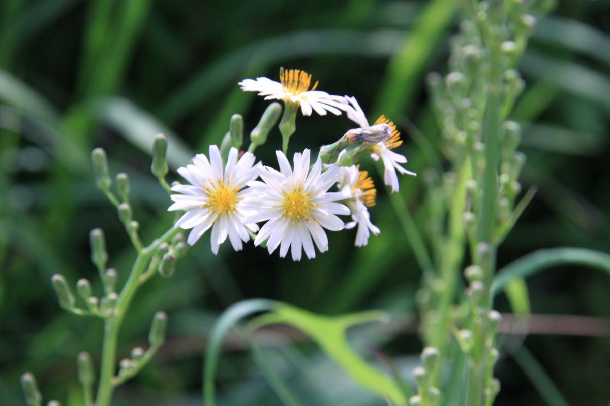 何て花でしたっけ？ | GANREF