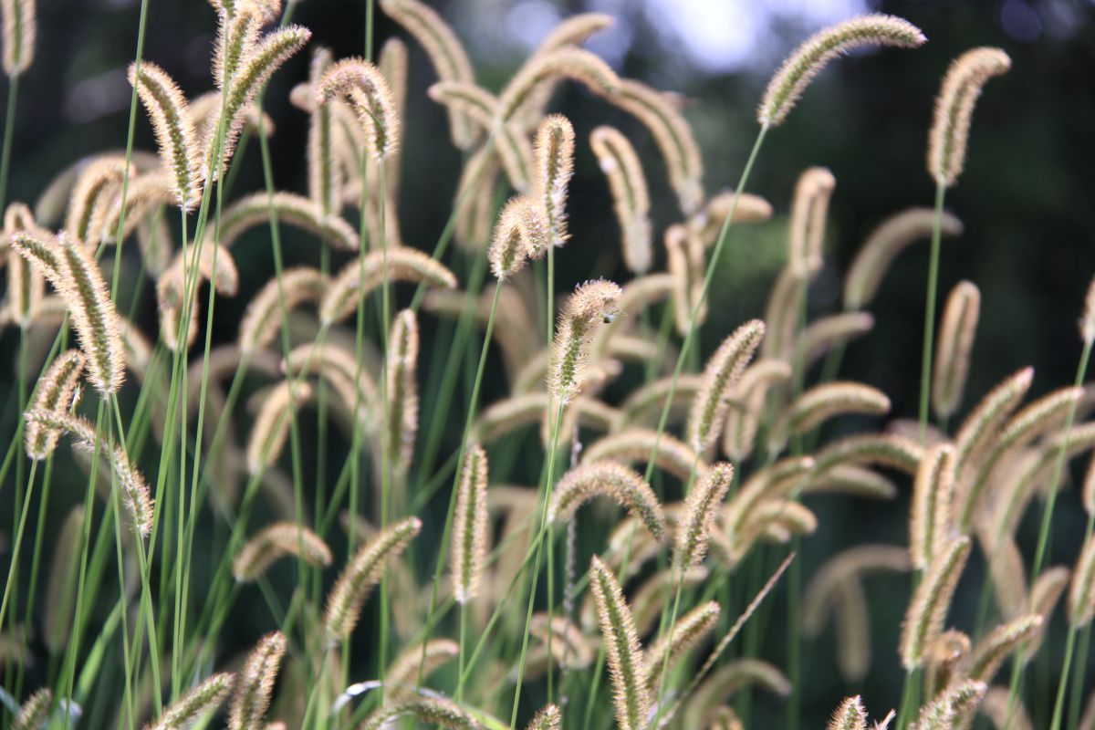 秋ですね〜 | GANREF