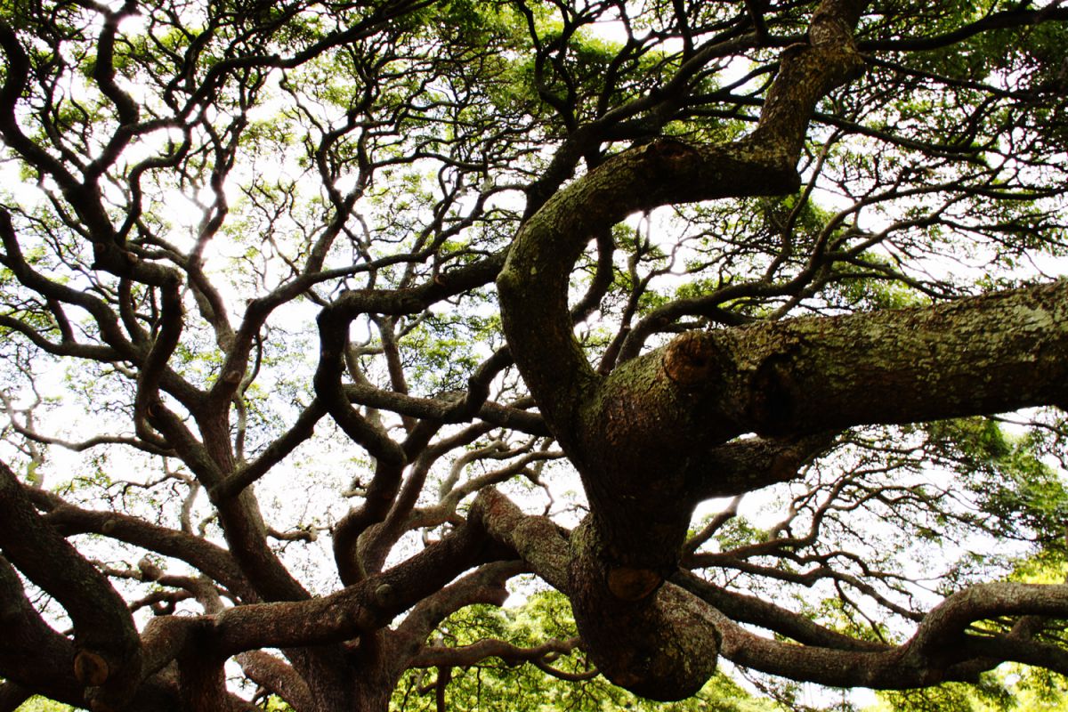 この木何の木の中？！ | GANREF