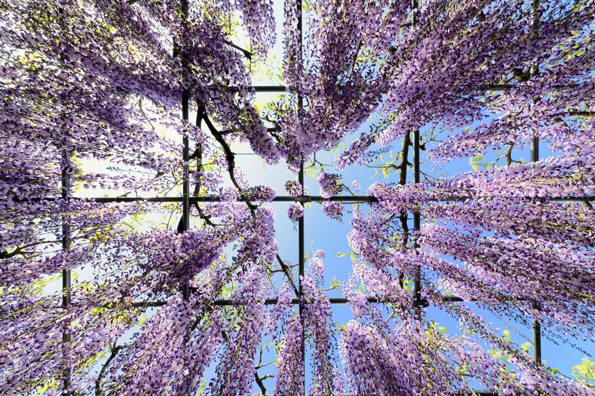 Fuji Shower | GANREF