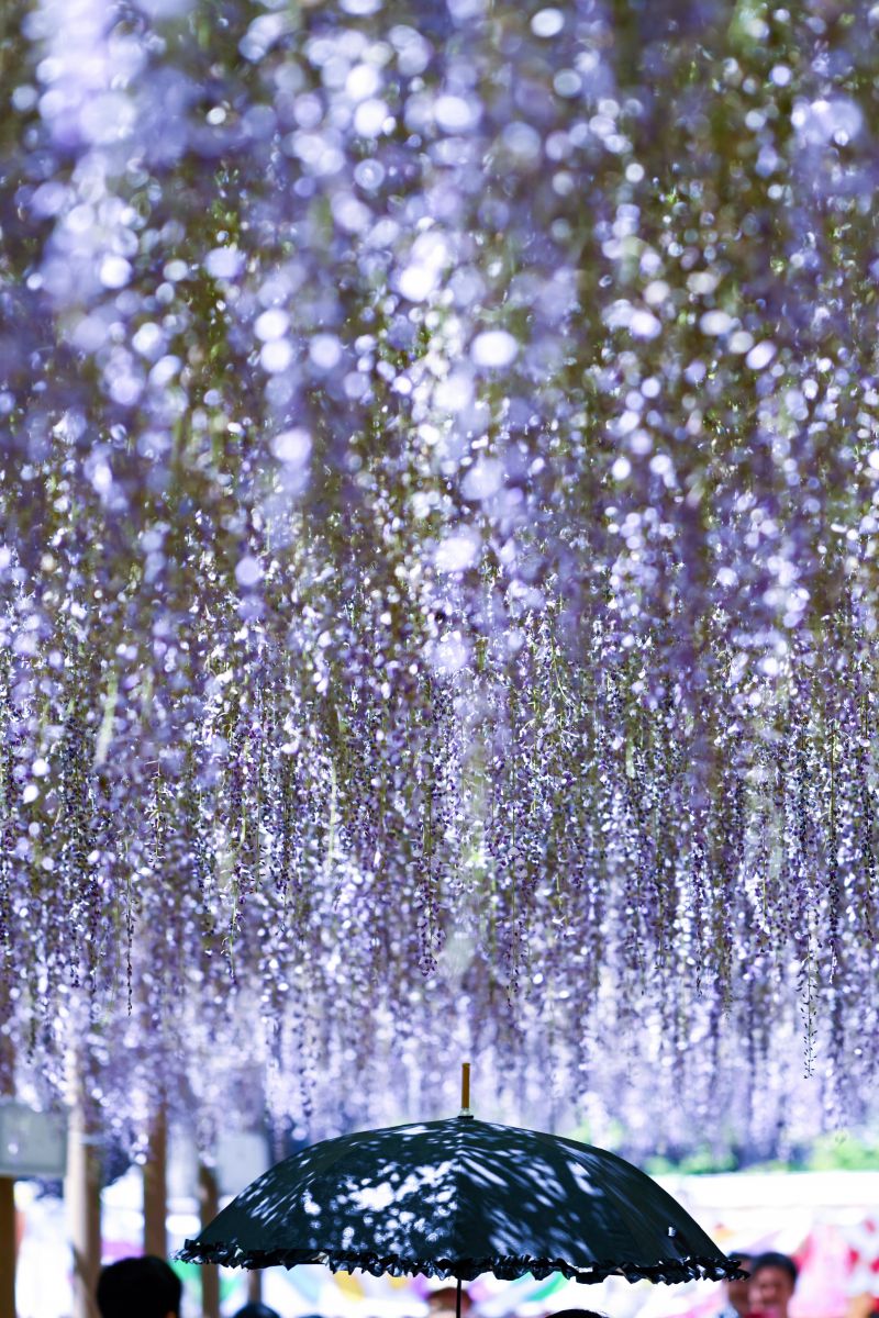 Purple Rain | GANREF