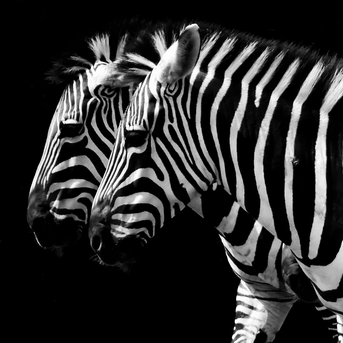 ZEBRA | GANREF