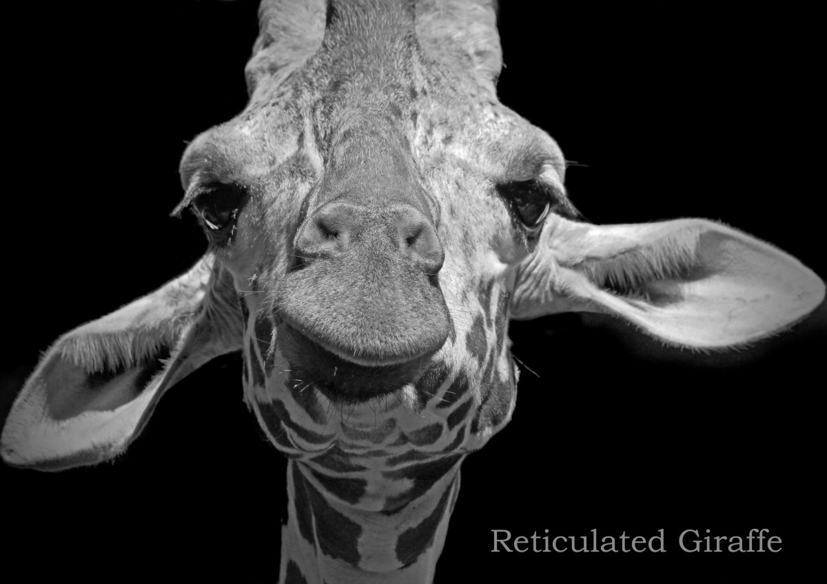 アミメキリン：Reticulated Giraffe | GANREF