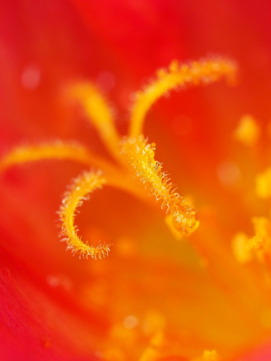 Palm tree in flower | GANREF