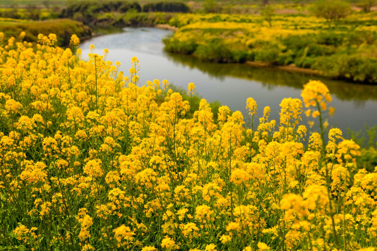 Yellow River | GANREF