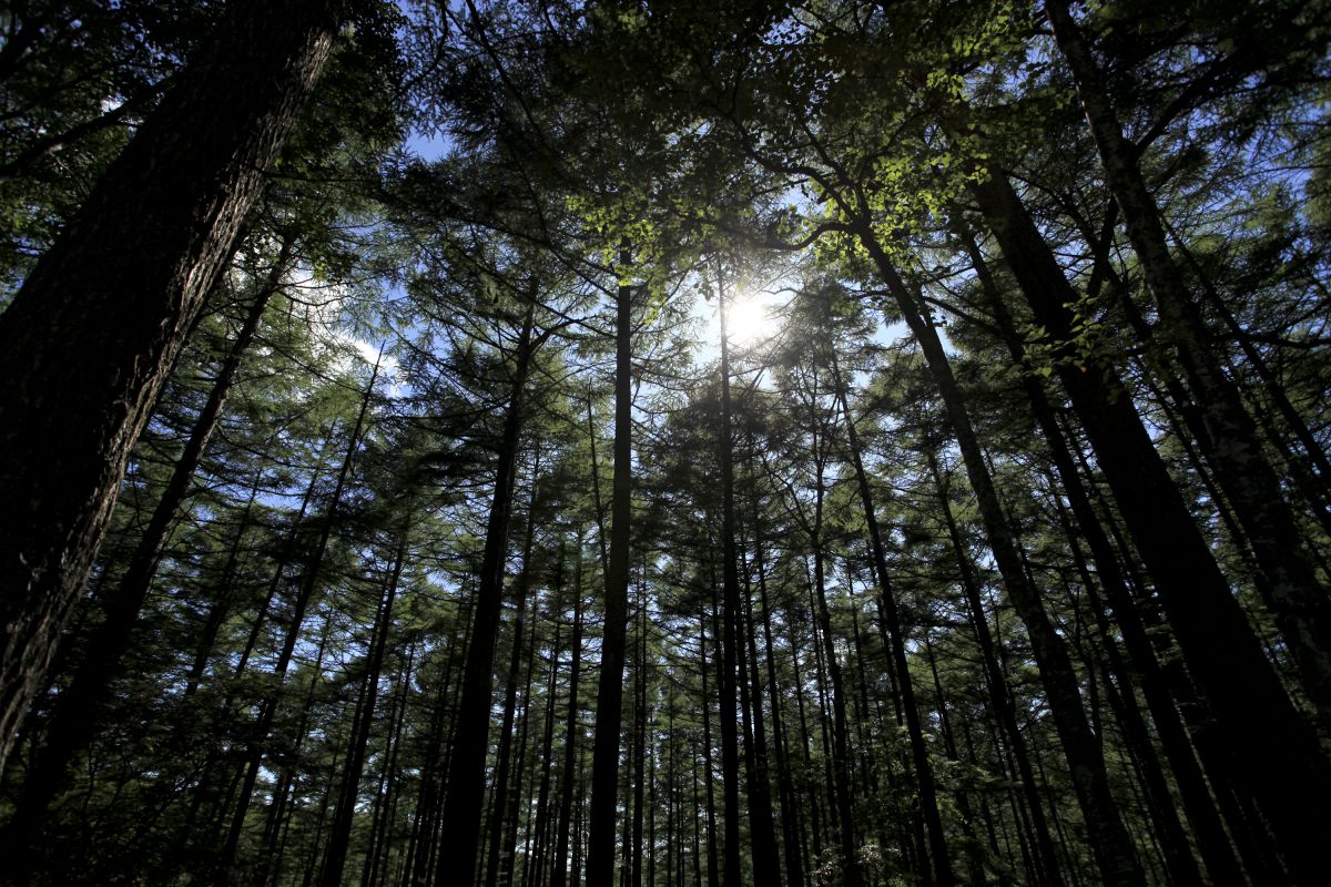 密度の濃い林 | GANREF