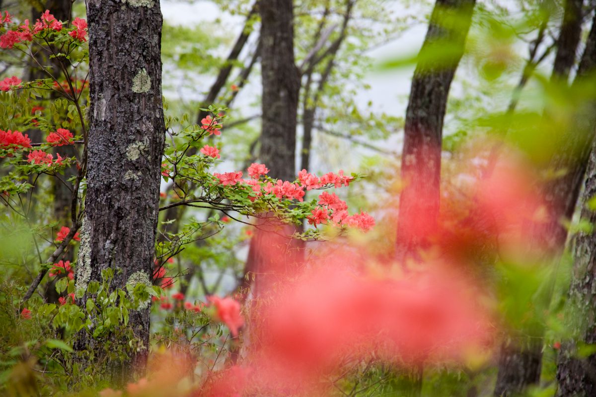 ヤマツツジ | GANREF