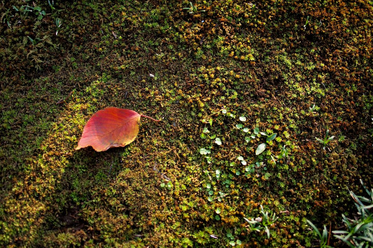 東京でも･･･ | GANREF