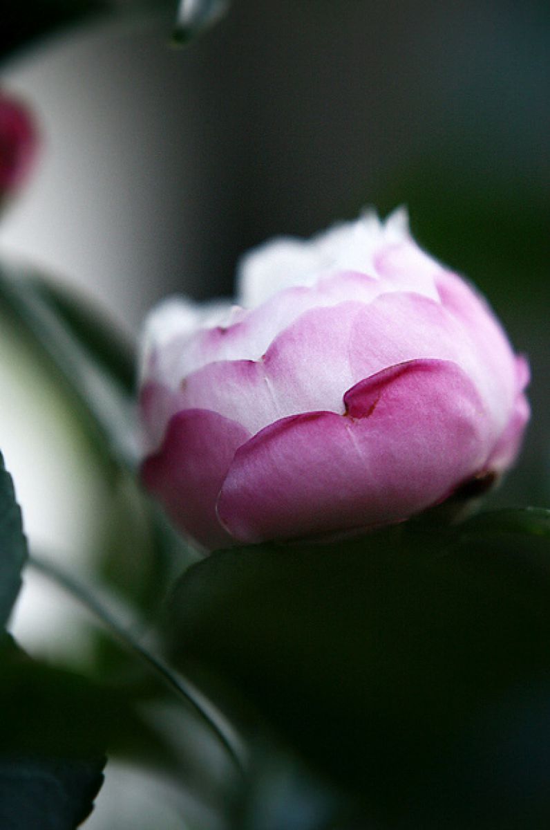 蕾-TSUBOMI- | GANREF