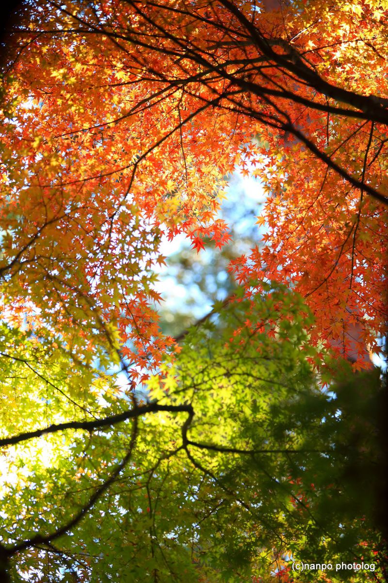 紅葉 2012 | GANREF