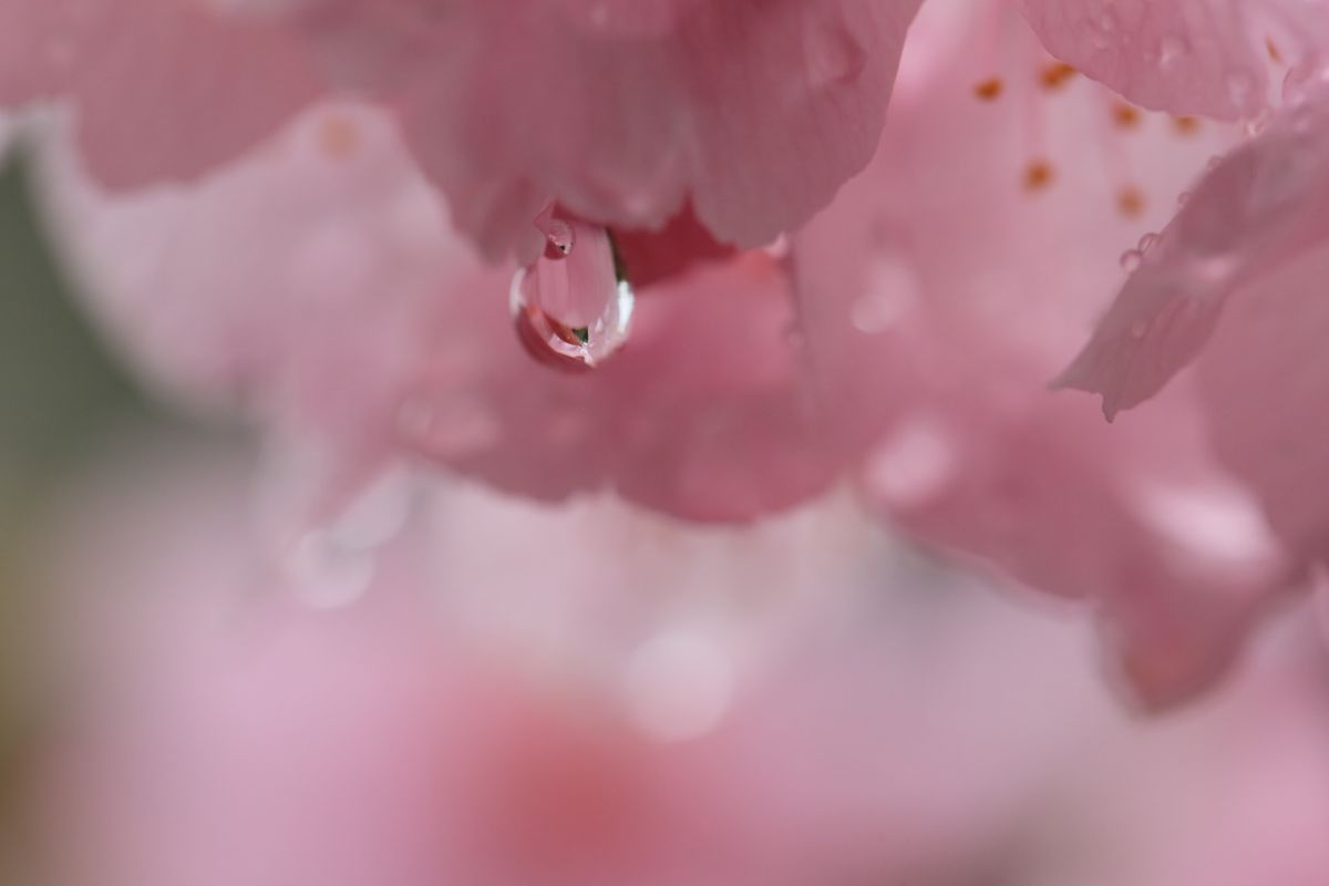 TEARS IN HEAVEN | GANREF