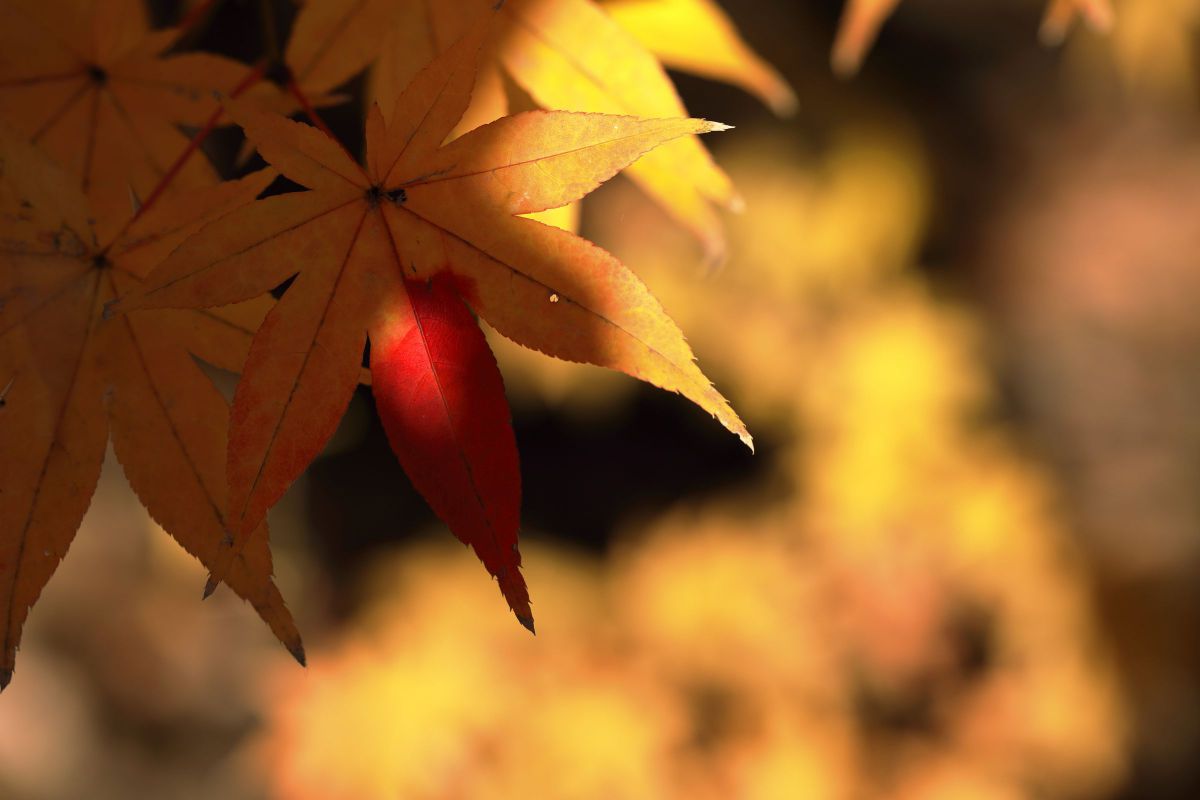 SPOT ON THE LEAF | GANREF