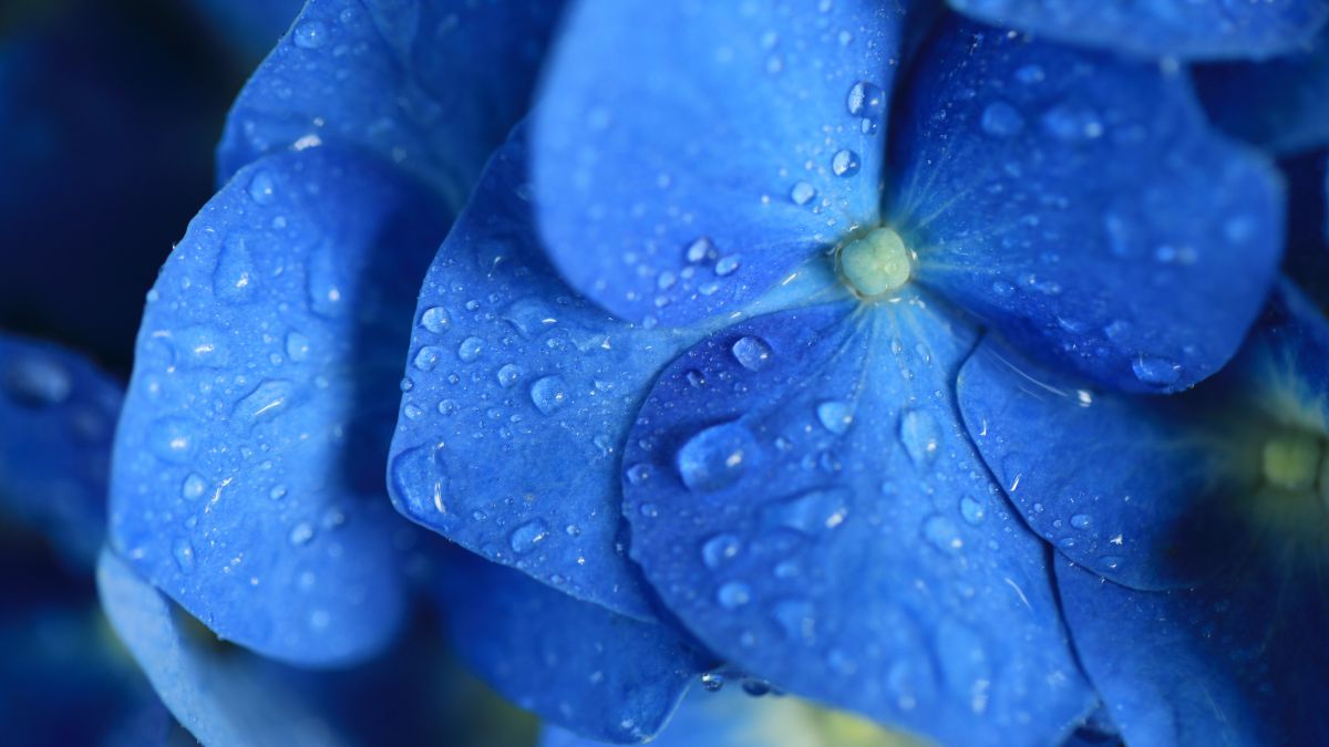 BLUE, WET & LAYERD | GANREF