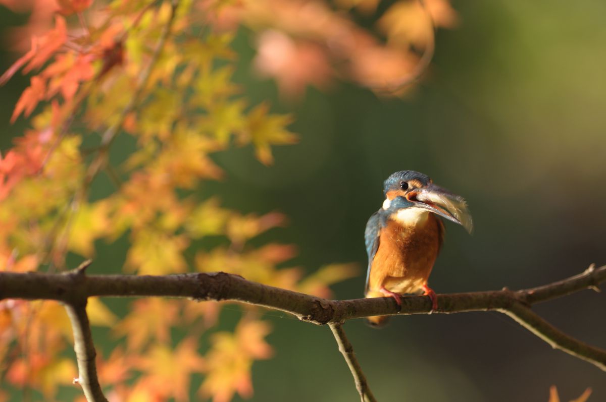 DSC_0958.jpg | GANREF