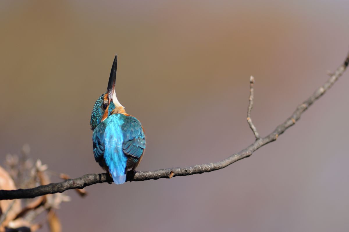 DSC_8572.jpg | GANREF