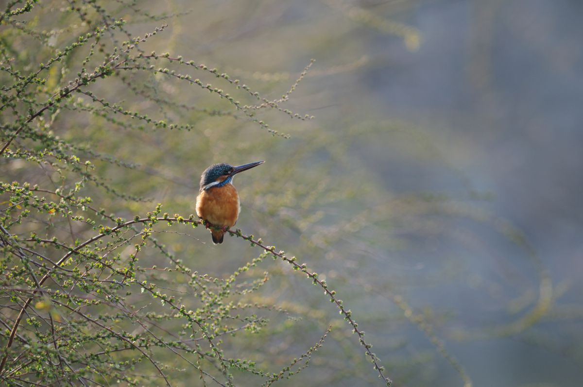 DSC_6958.jpg | GANREF