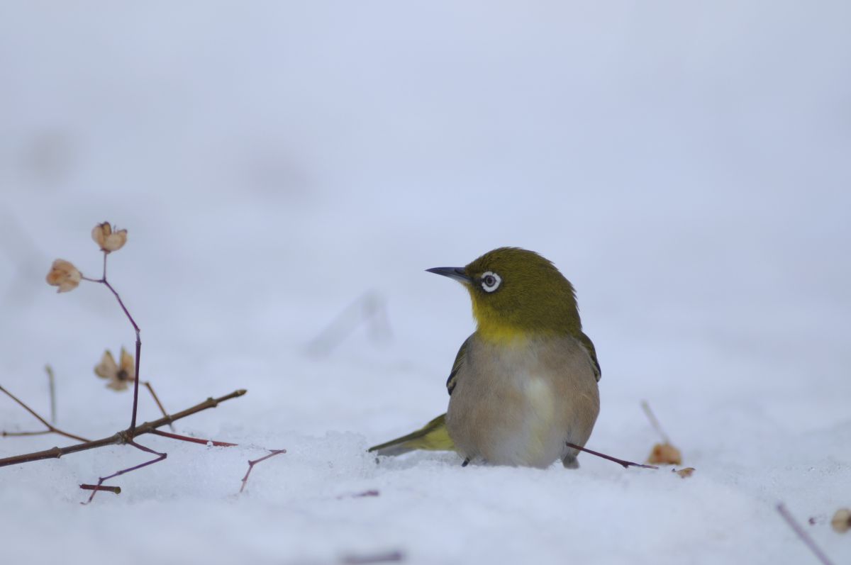 DSC_3694.jpg | GANREF