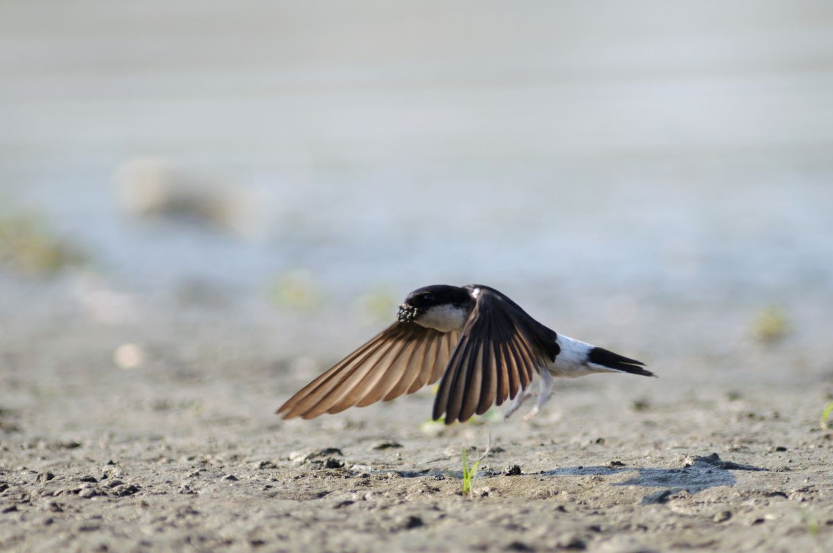 DSC_1660.jpg | GANREF