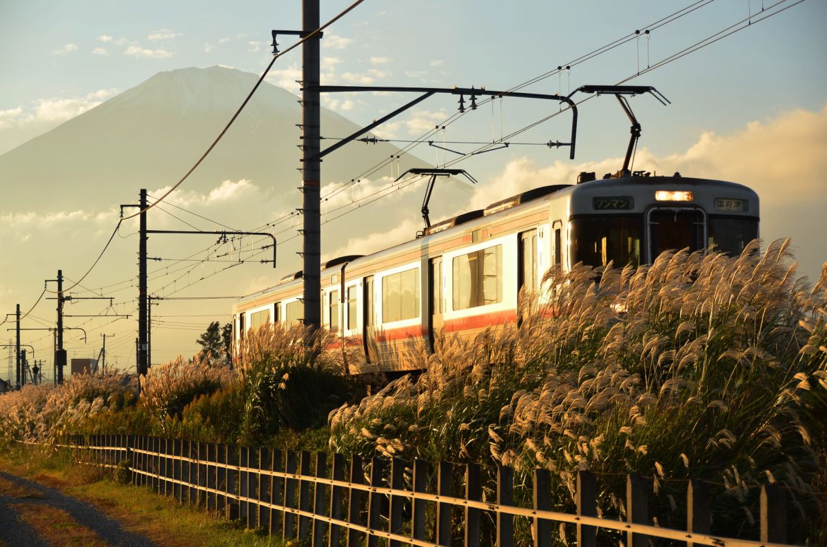 ススキに埋もれる(^_^; | GANREF