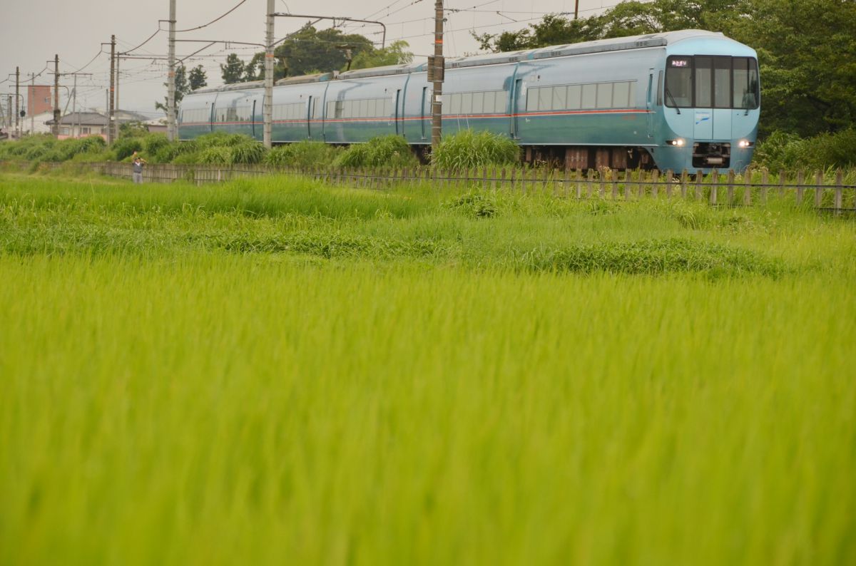 これも新緑（笑） | GANREF