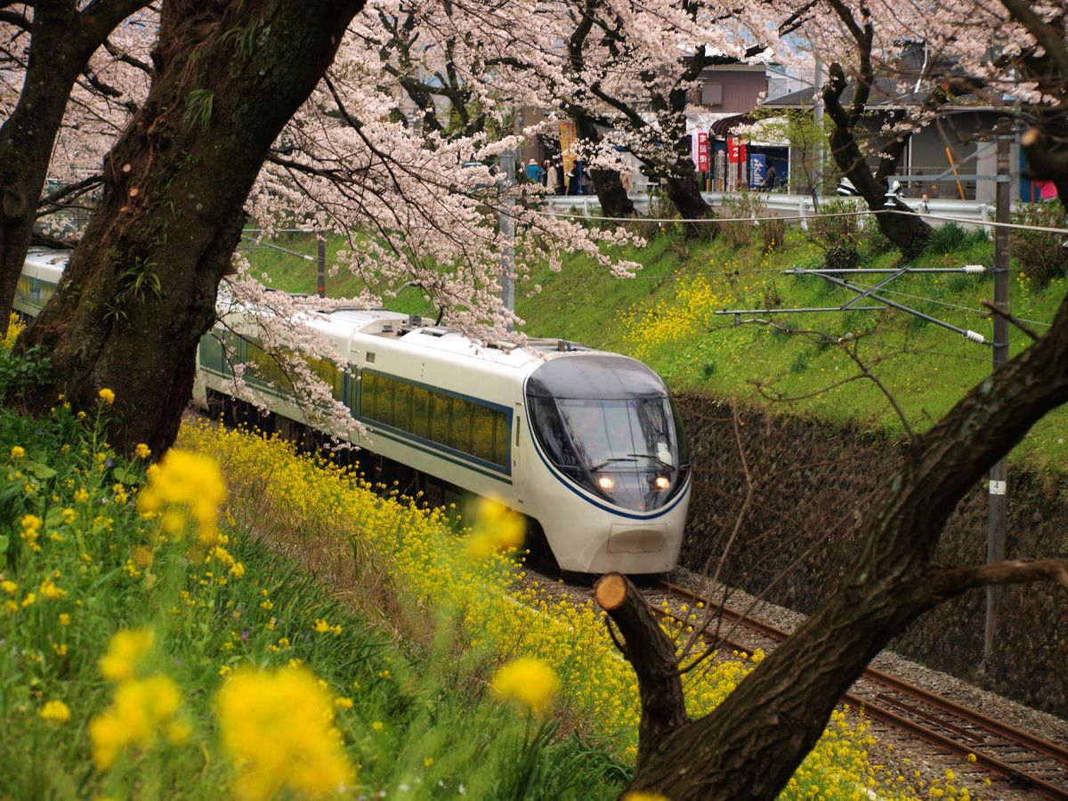 371系あさぎりと桜と菜の花 | GANREF