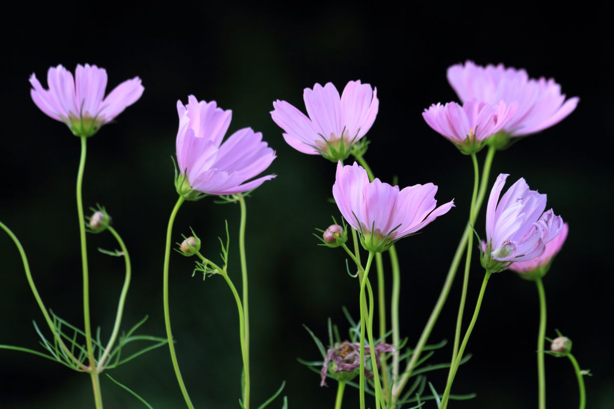 Dancing Flower | GANREF
