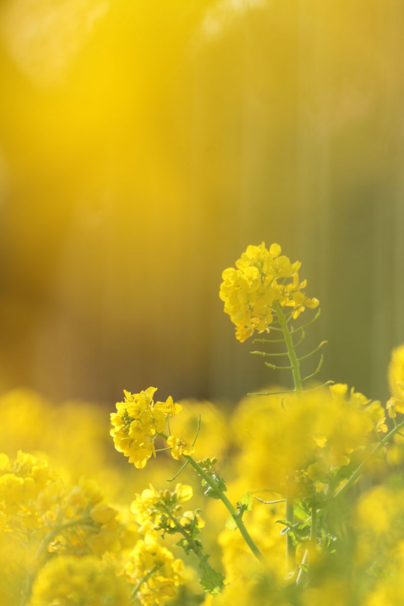 Yellow Shower | GANREF